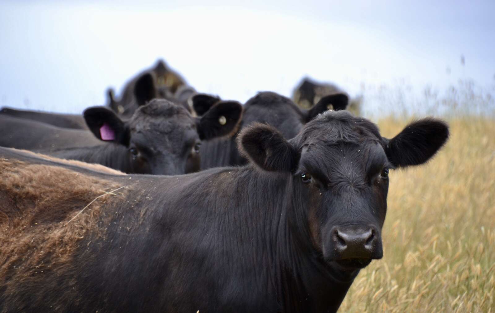 Growing optimism in beef industry | Riverine Herald