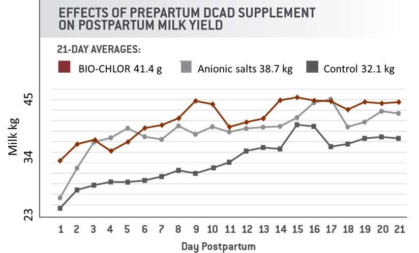 Feeding the transition cow to achieve success | Dairy News Australia