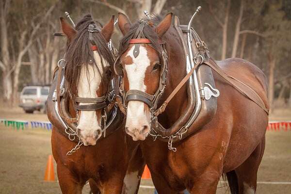 Heavy horses ready to put on a show | Seymour Telegraph