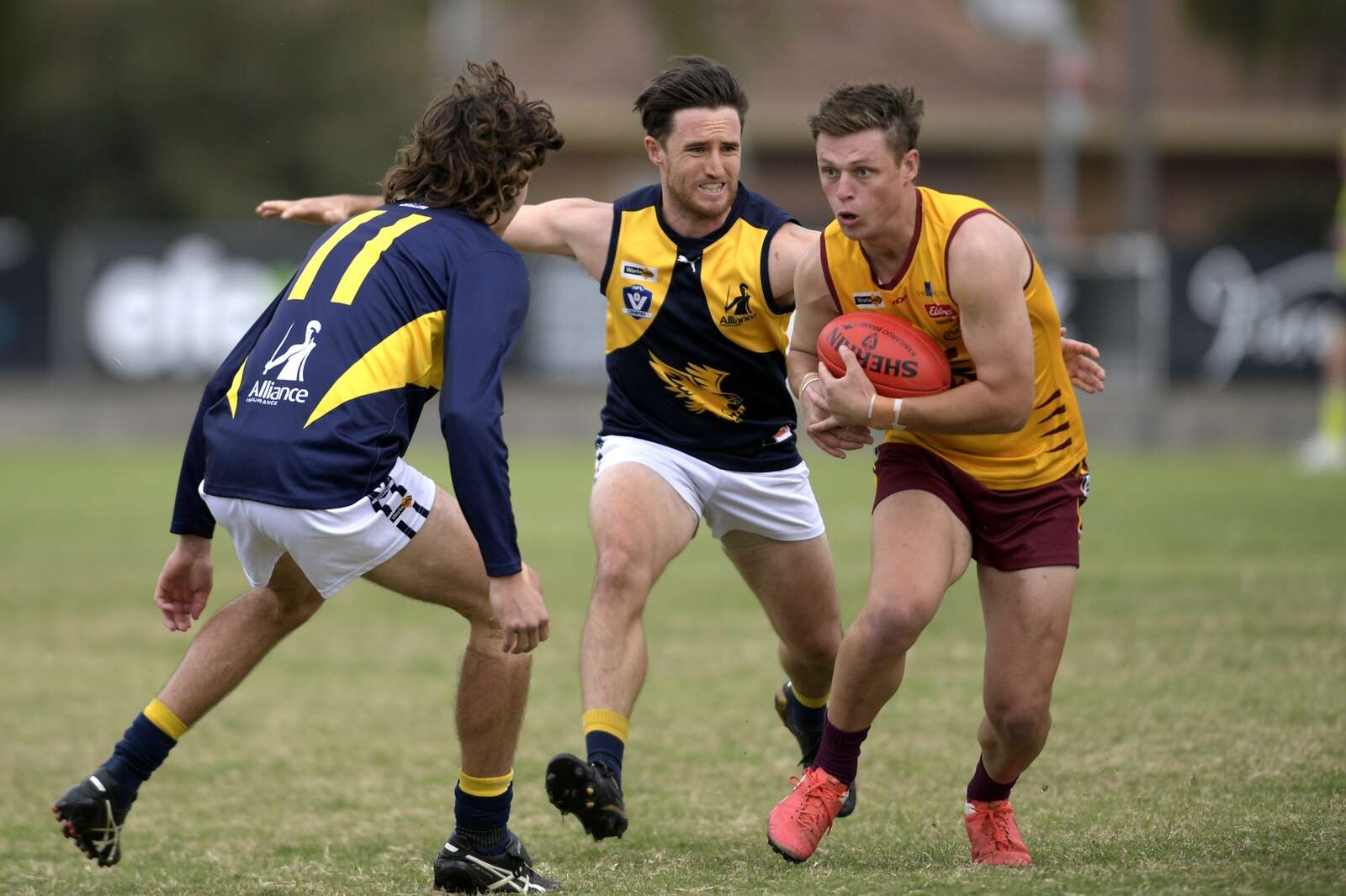 New-look Bears eyeing return to finals | Shepparton News