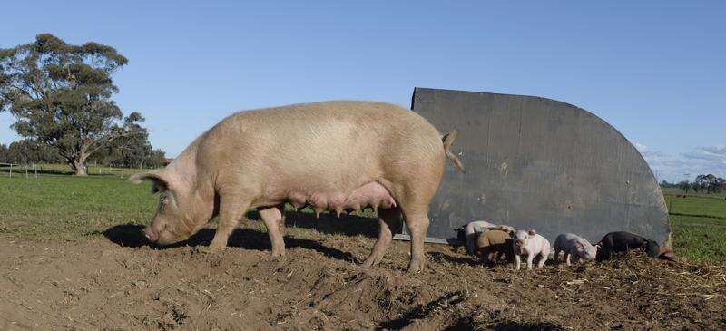 Pig protesters make their points | Shepparton News