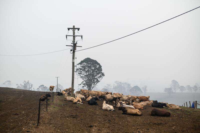 Pasture recovery after fires | Dairy News Australia