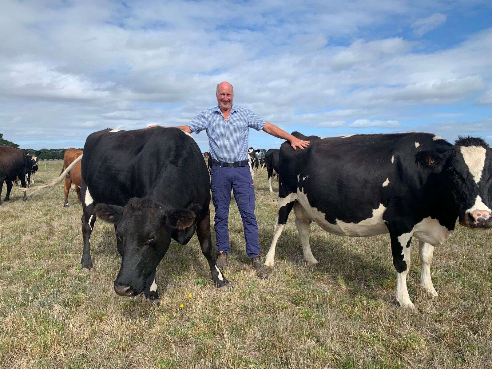 Teacher is studying his cows | Benalla Ensign