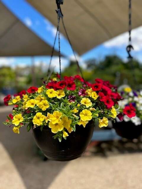 Growing with success | On the count of tree | Shepparton News