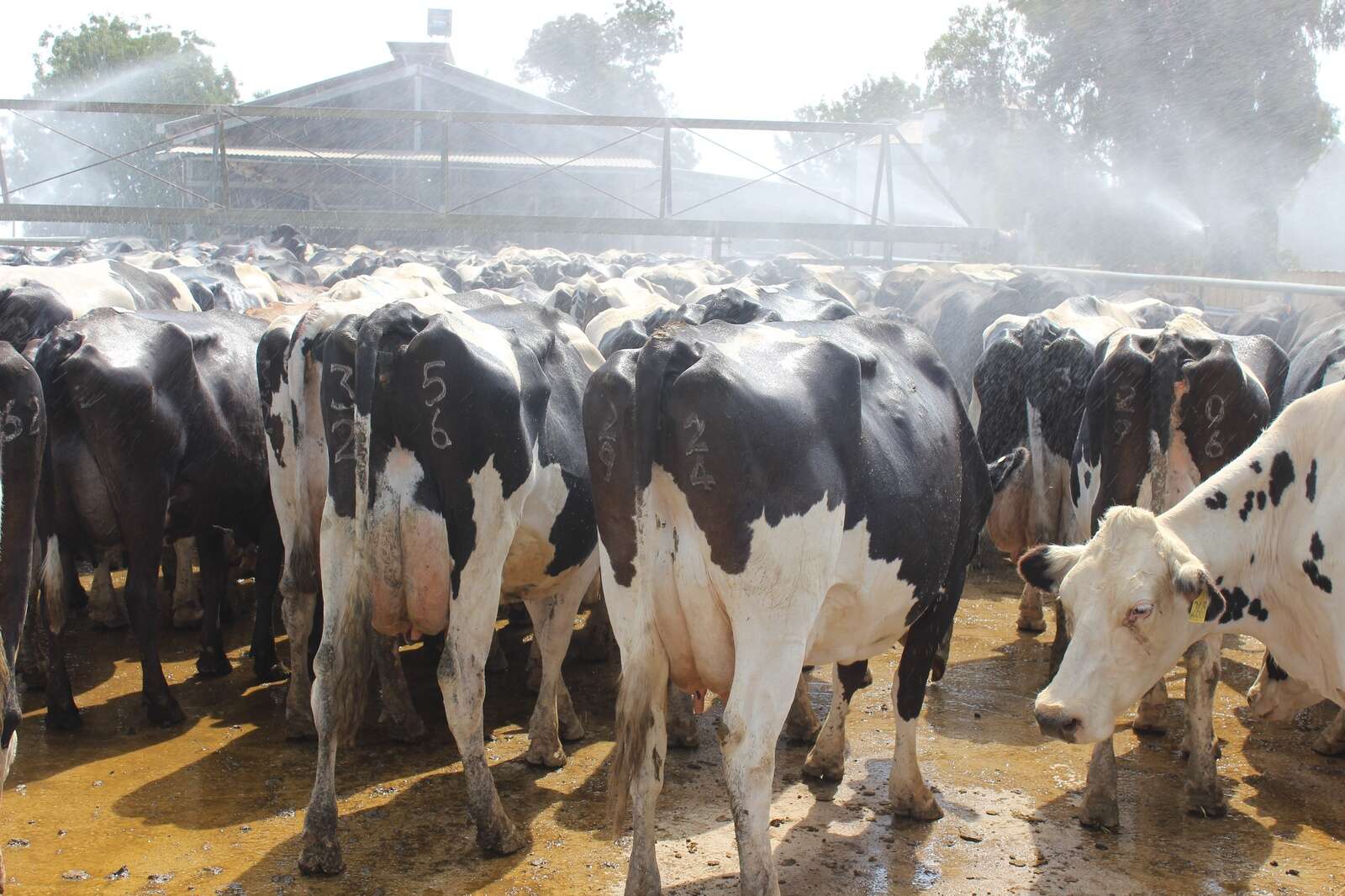 Be ready to cool your cows | Dairy News Australia