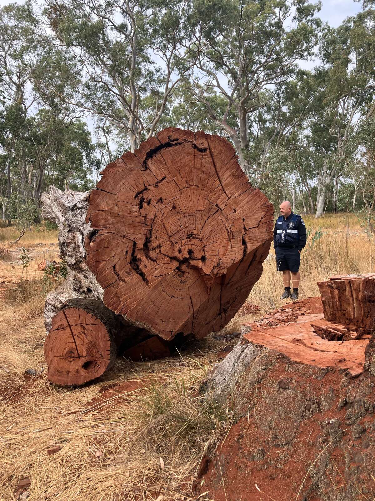 Timber trouble: Illegal firewood collection on the rise | Shepparton News