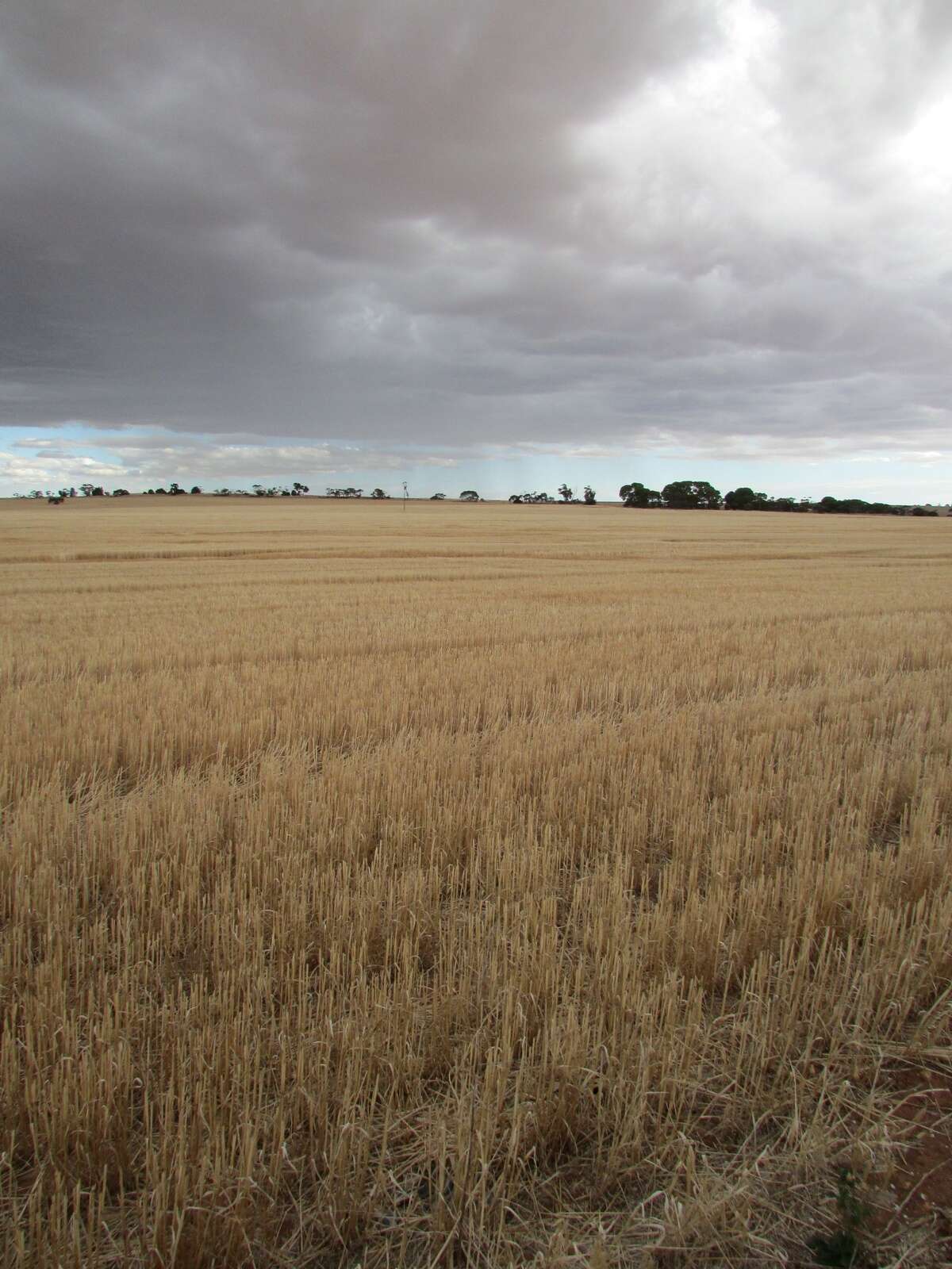 Digging into managing stubble | Country News