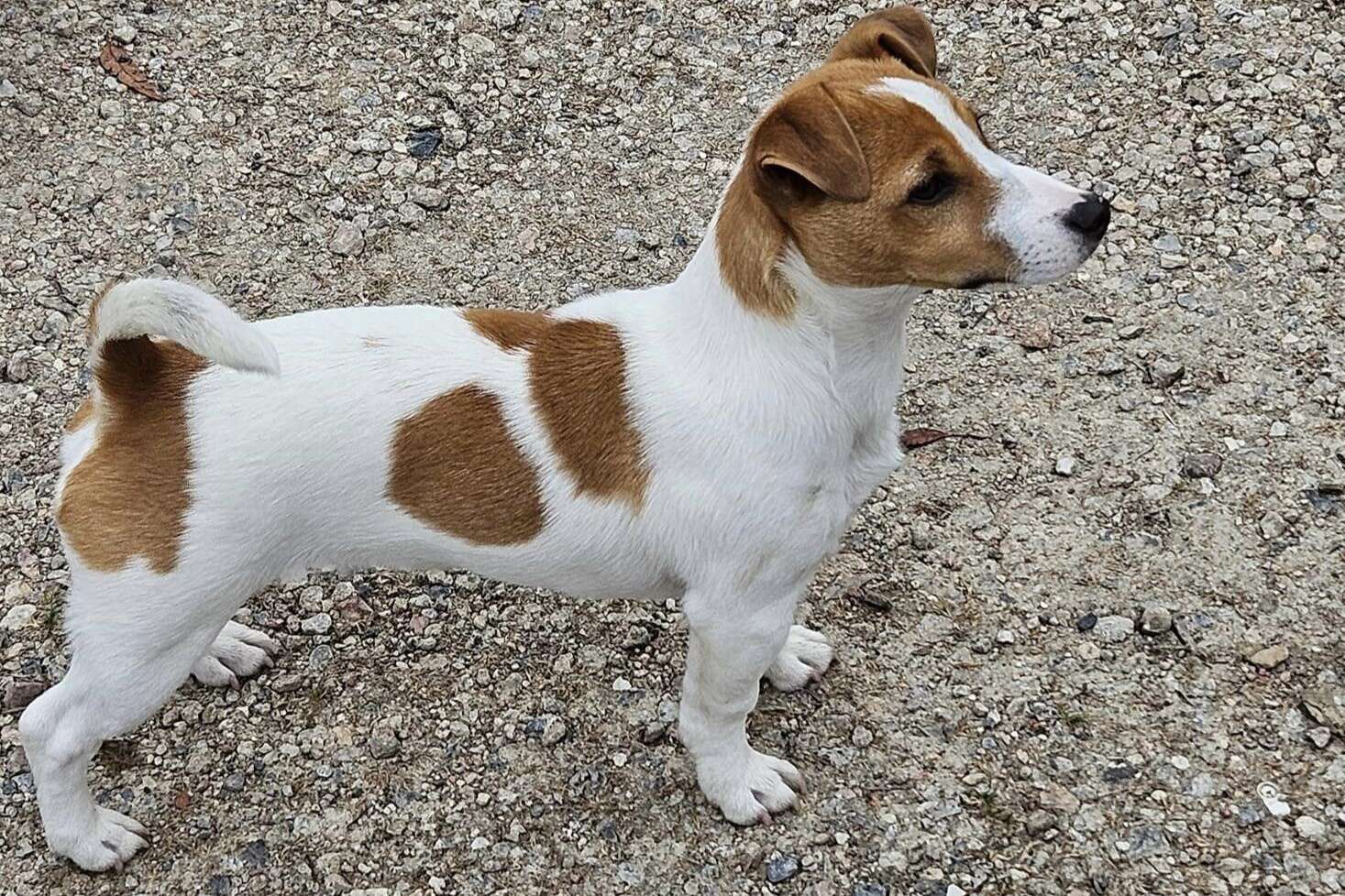 Benalla’s furry friends loving their new dog park | Benalla Ensign