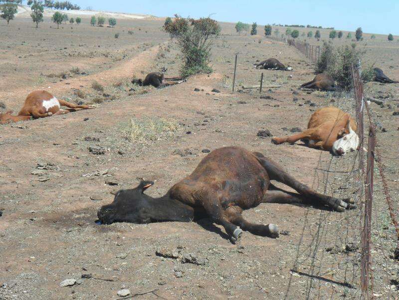 Watch out for nitrate poisoning | Riverine Herald