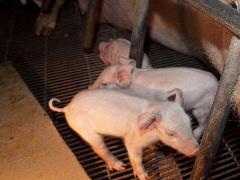 Cruelty allegations detailed at pig welfare inquiry | Kyabram Free Press