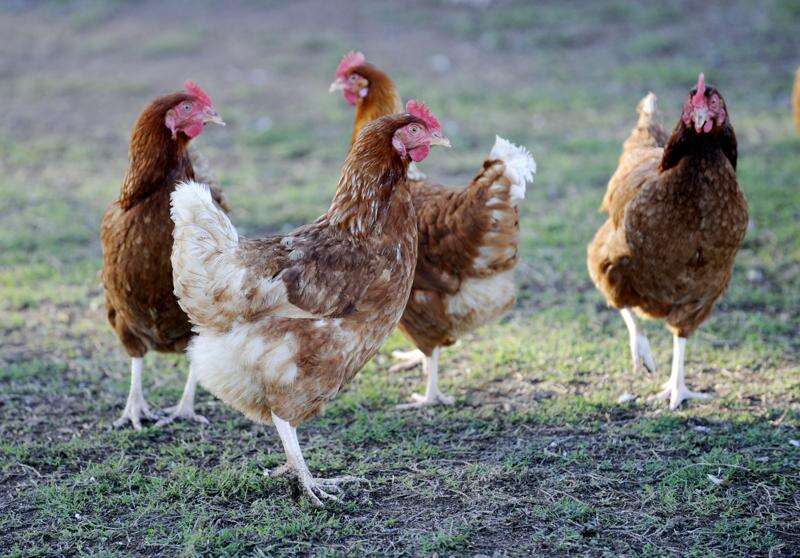 Bird flu reaches Australia | Shepparton News