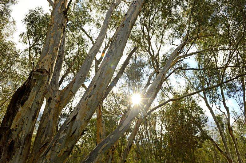 One Tree Per Child plants 100,000 trees | Shepparton News