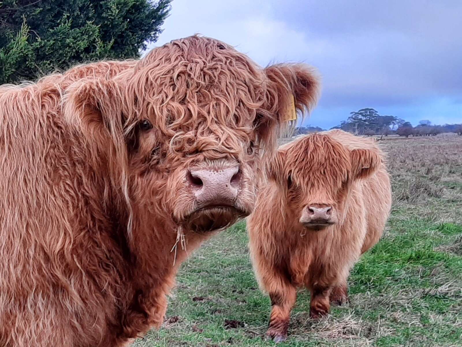Cow, alpacas and goats, oh my! | Seymour Telegraph