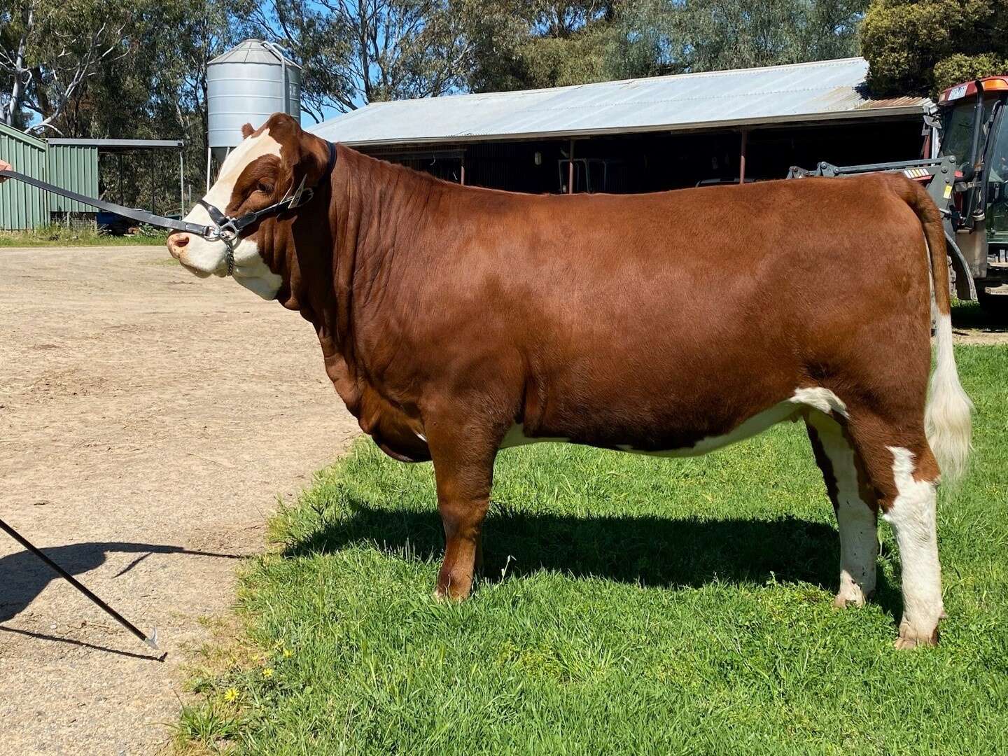 Going on a Simmental journey | Dairy News Australia