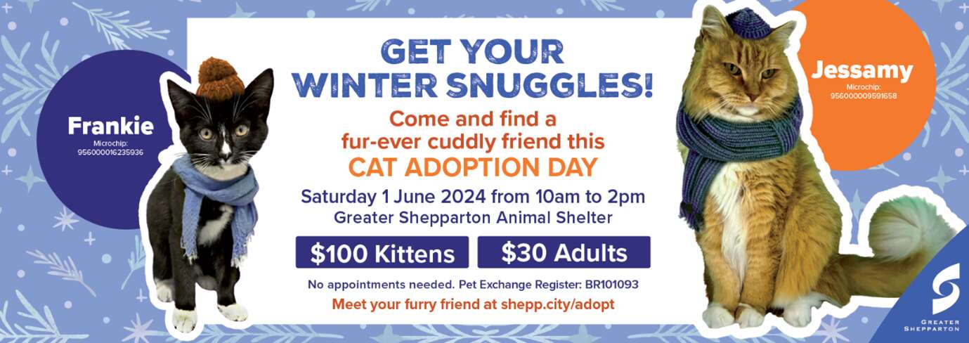 Cat adoption day returns | Shepparton News