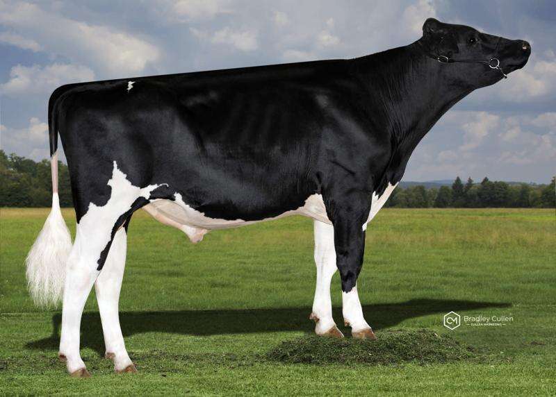 A bull for every breeding goal in April ABV release | Dairy News Australia