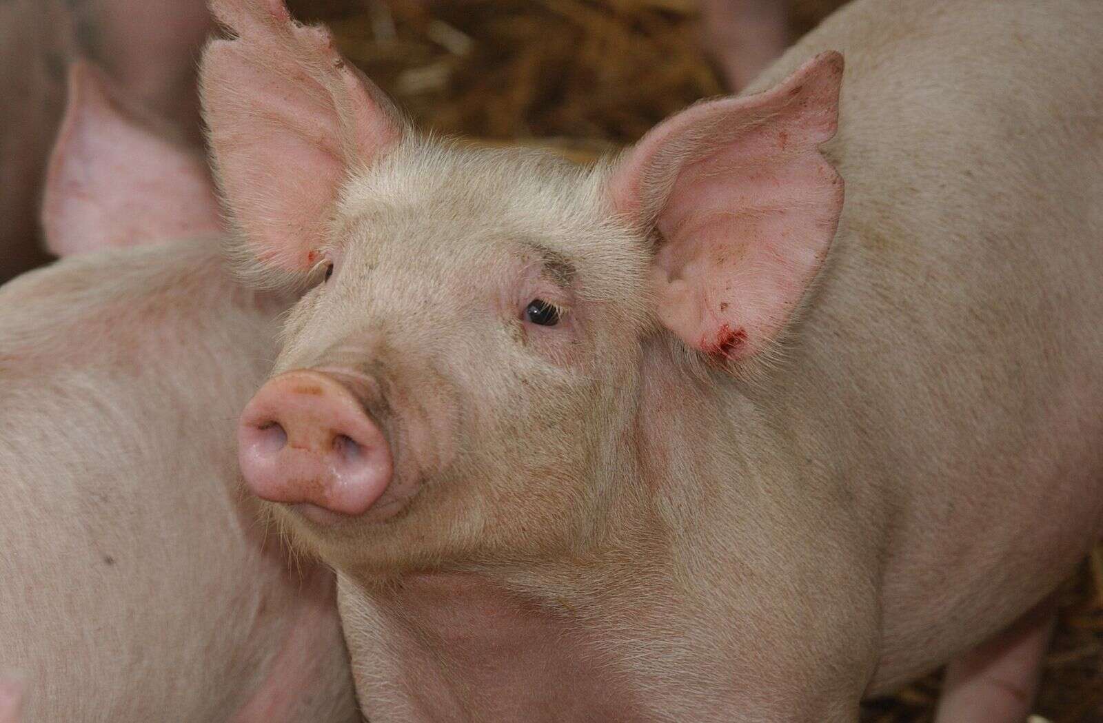 Real risks posed by prohibited pig feed | Country News