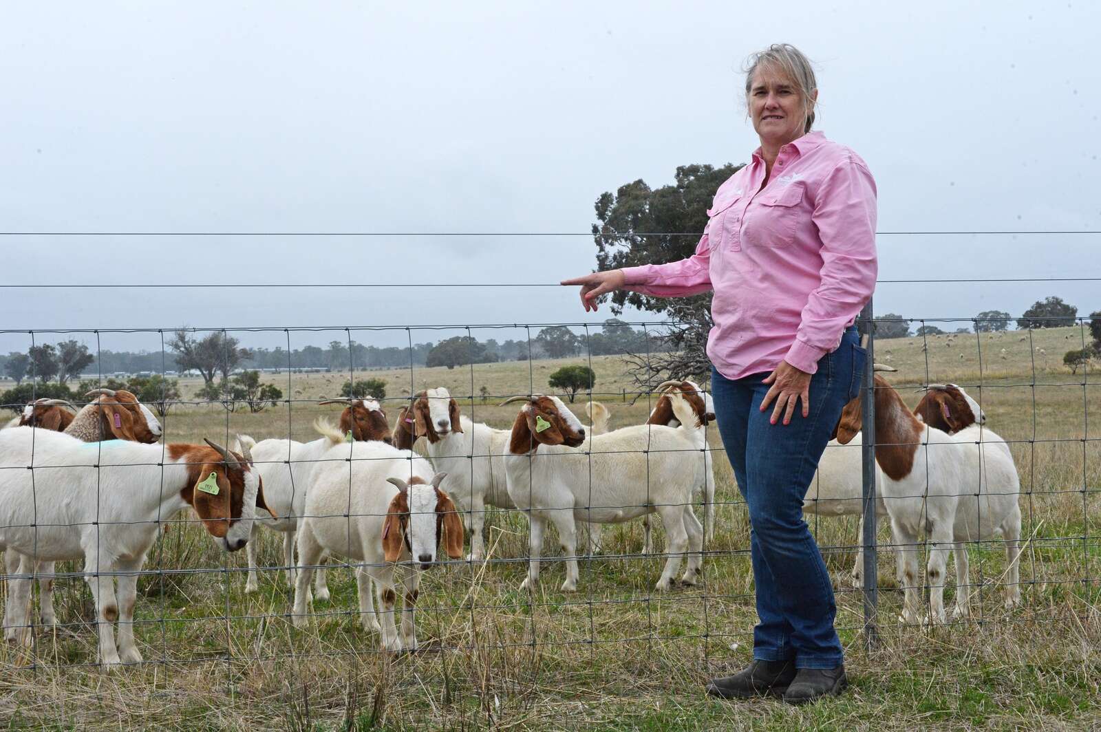 You’ve goat this | Dairy News Australia