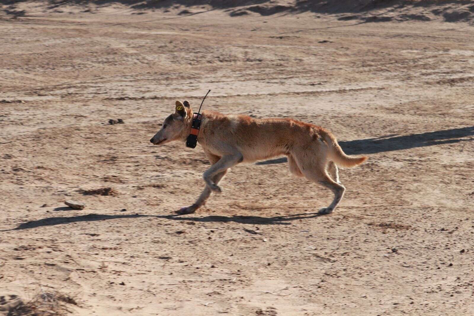 Grabbing wild dogs by the collar | Shepparton News