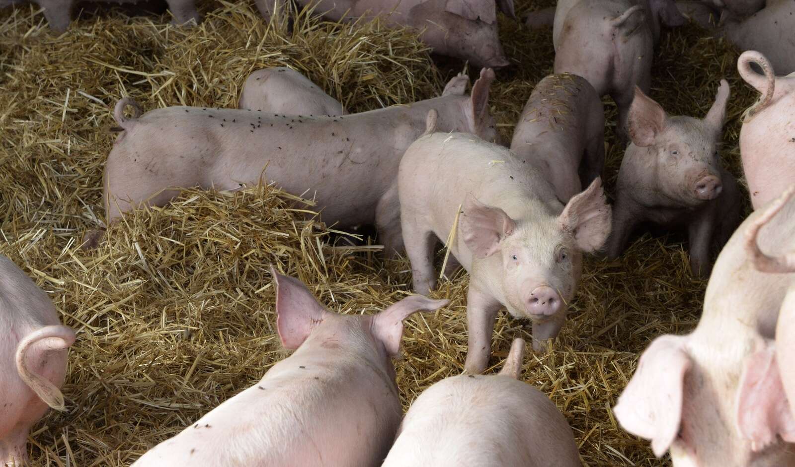 Pig welfare inquiry | Pork lobby defends industry | Kyabram Free Press