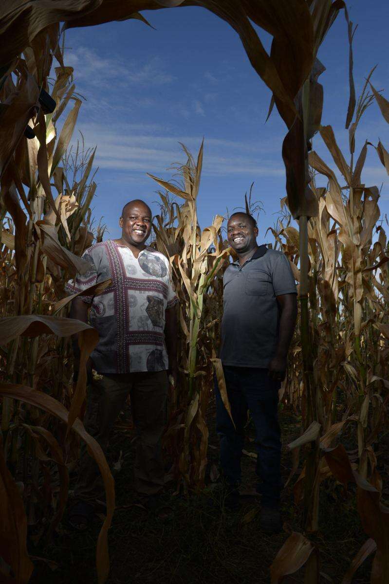 A-maize-ing crop success for local farmers | Country News