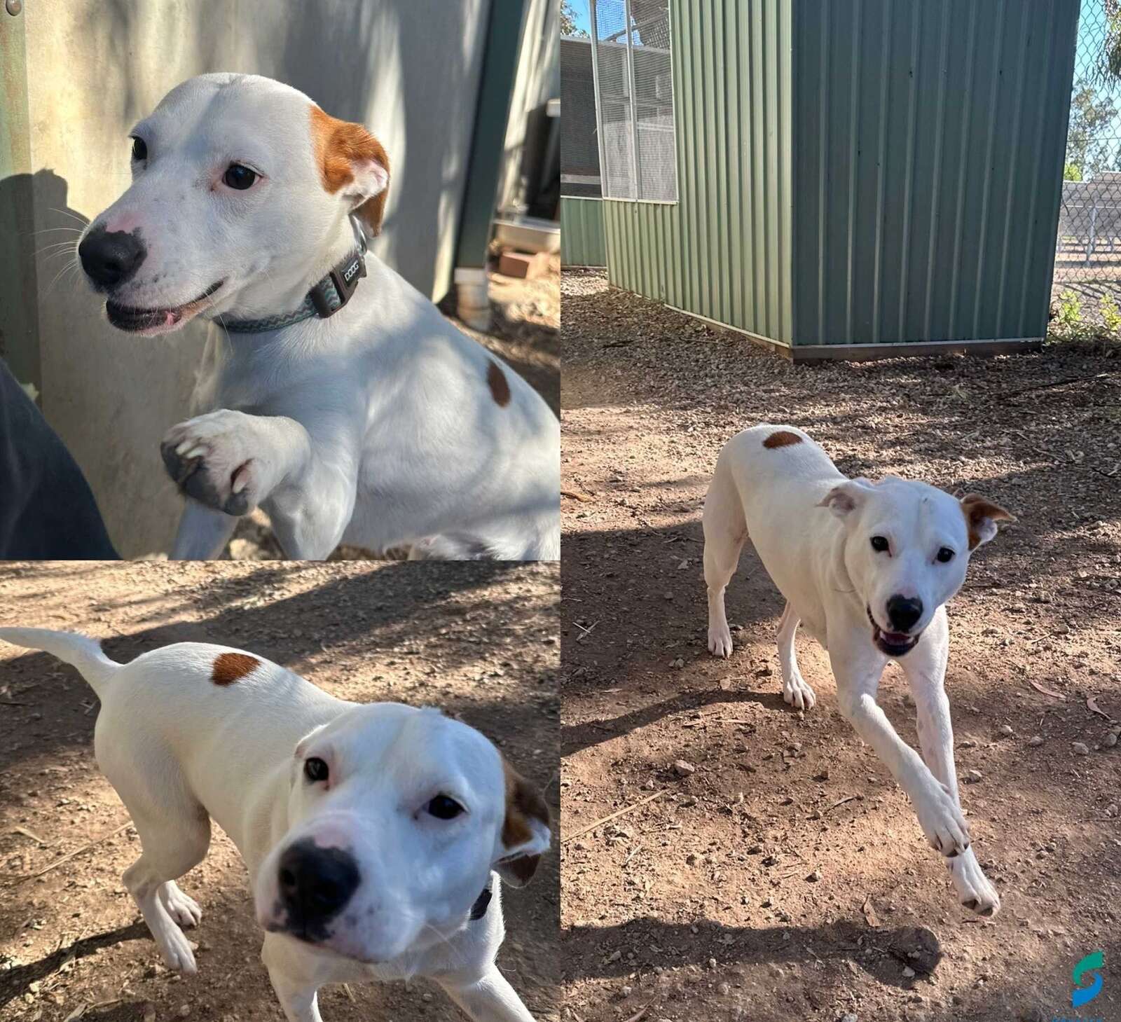 Meet Remie, the life of the party | Shepparton News