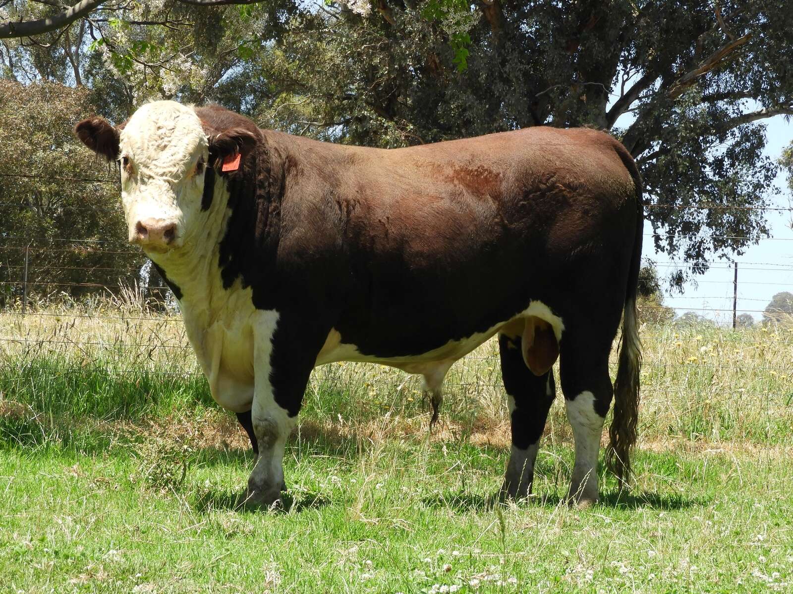 Historic bull purchase pays off | Benalla Ensign