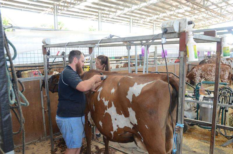 Dairy Week kicks off at Tatura Showgrounds | Shepparton News