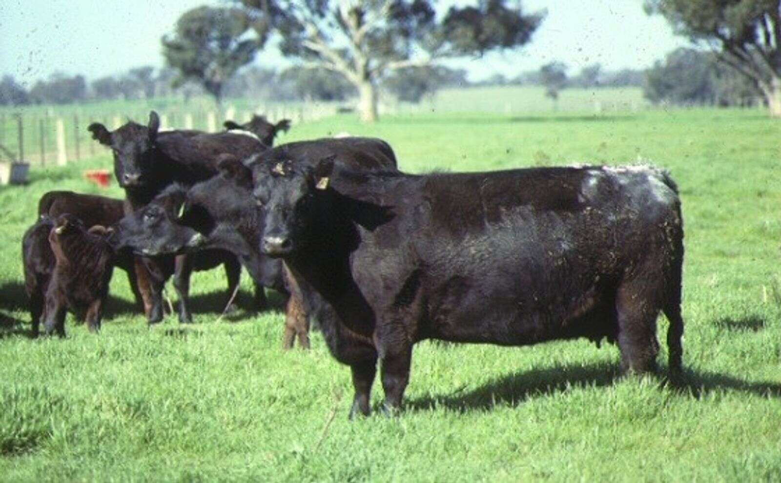 Watch for paspalum staggers | Country News