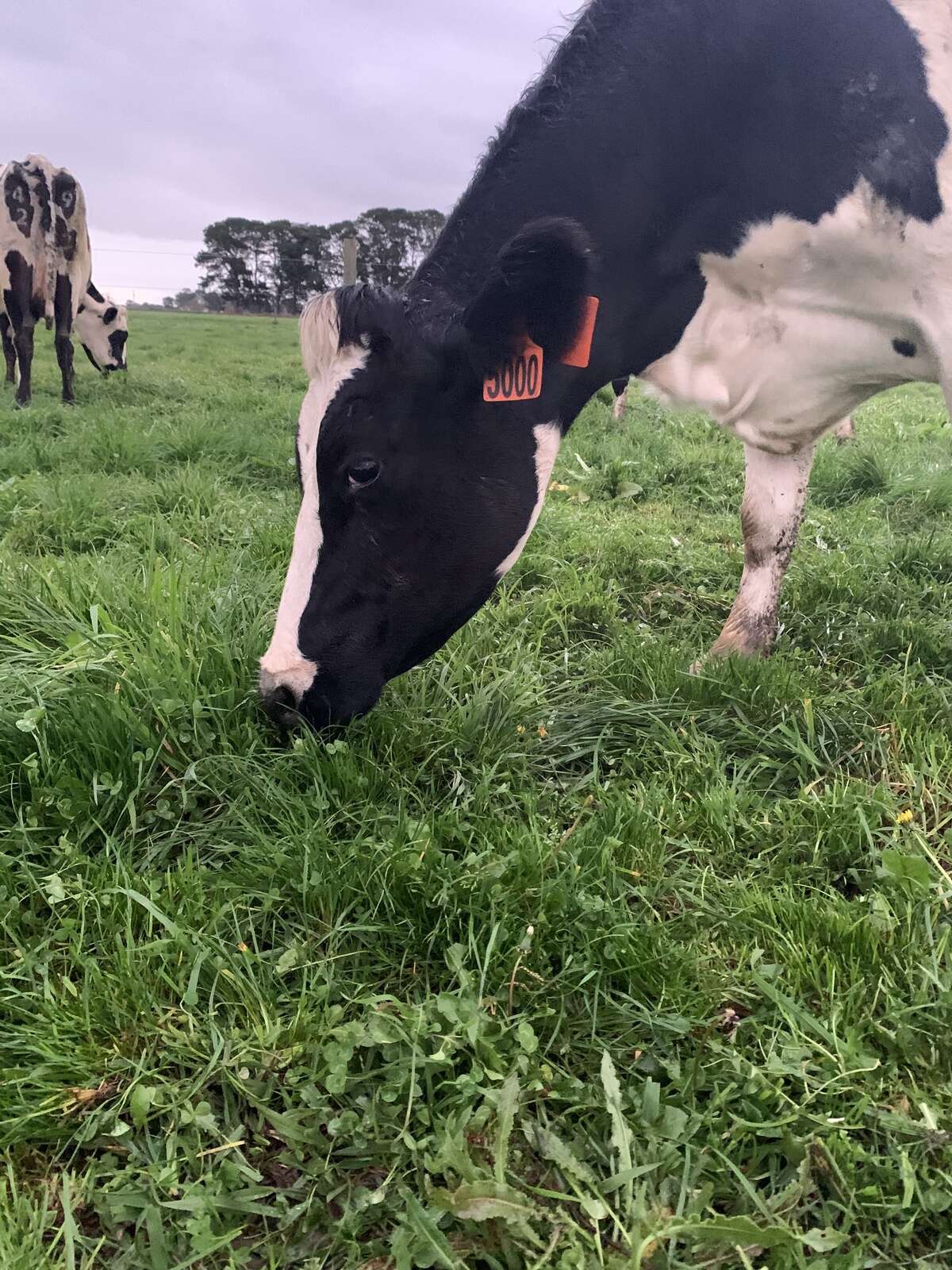 Dairy update at Tatura | Country News