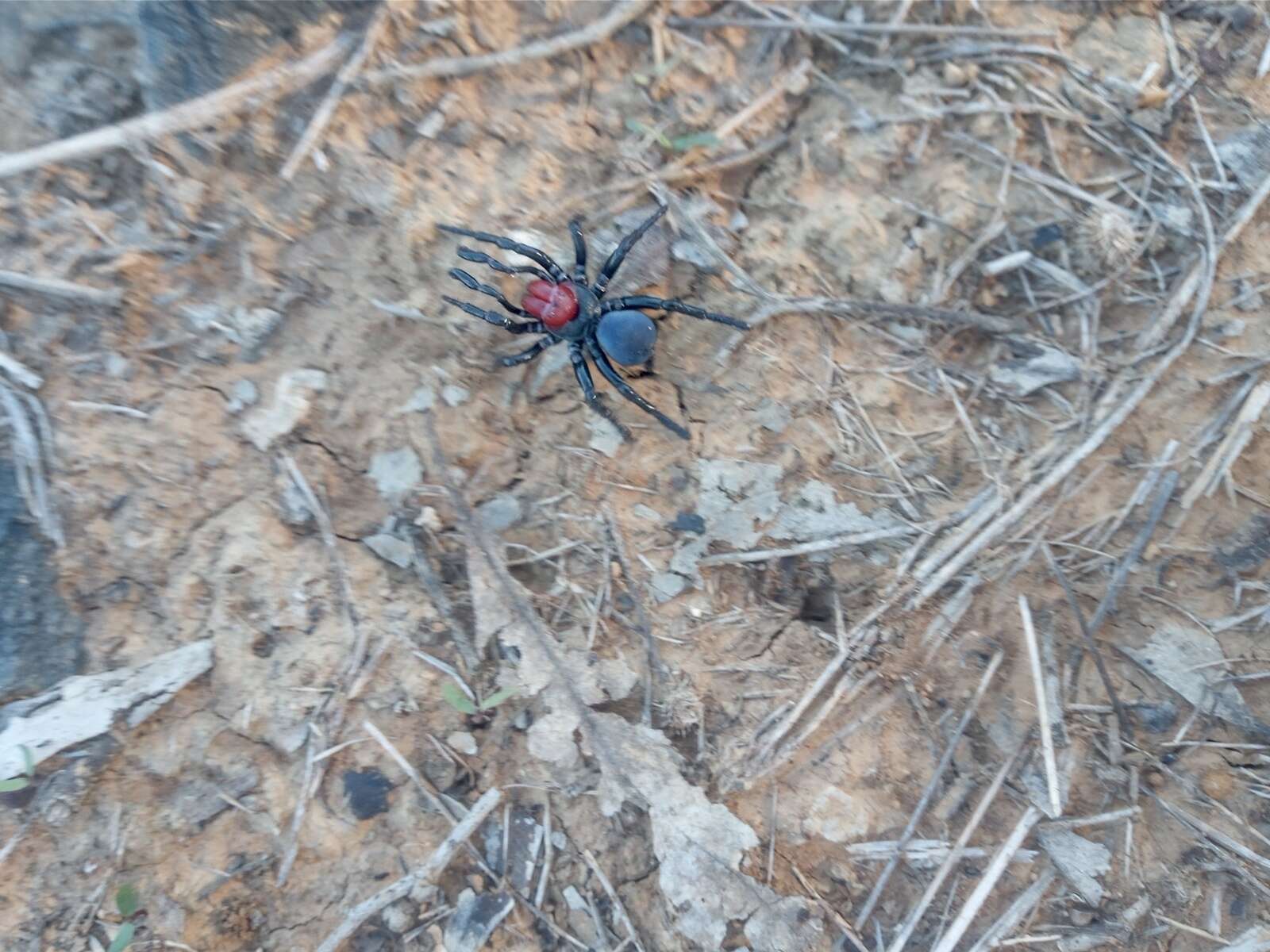 Spider identity intrigues reader | Campaspe News