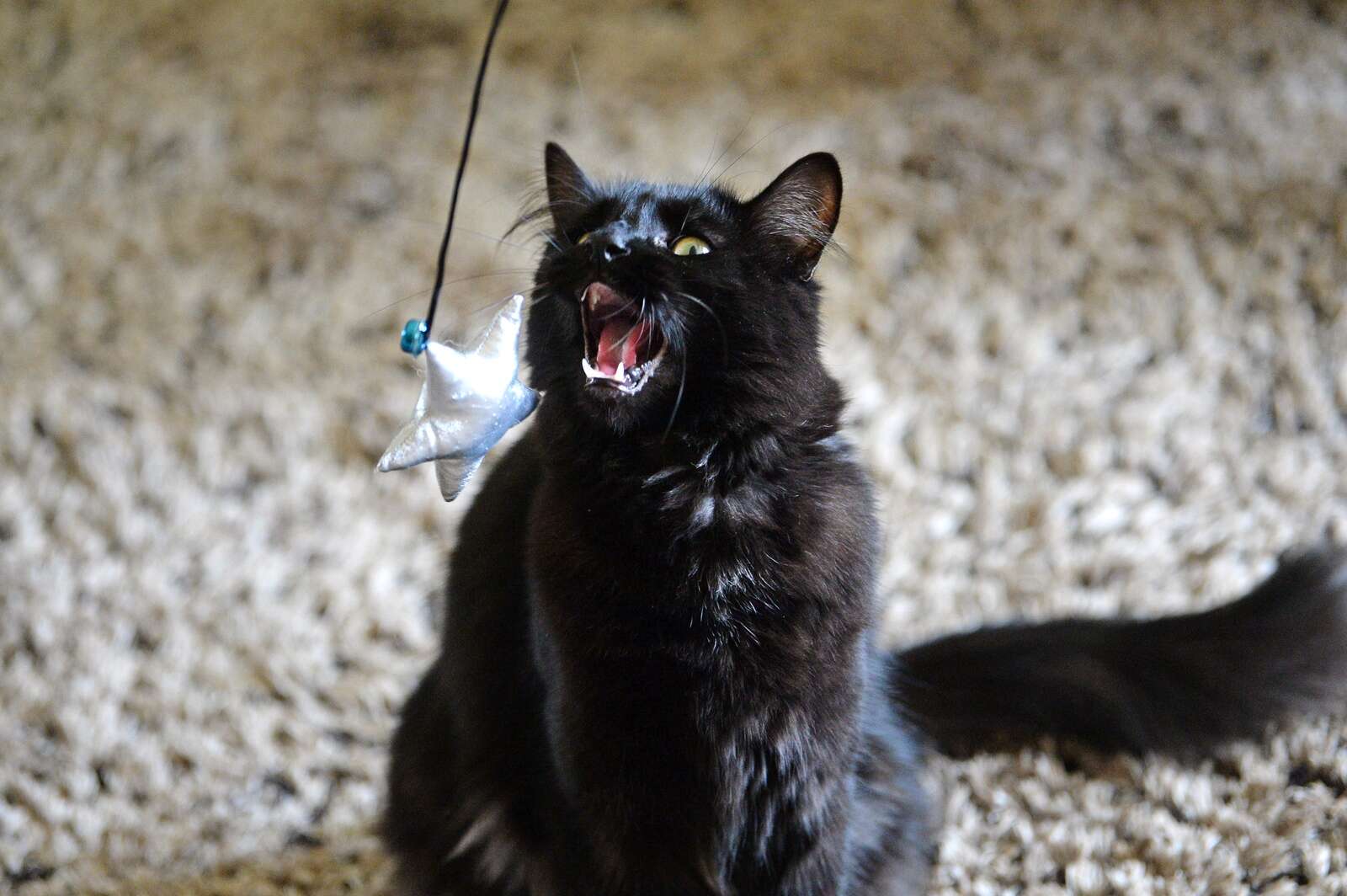Cheeky Chewie, the cat given a second chance at life | Shepparton News