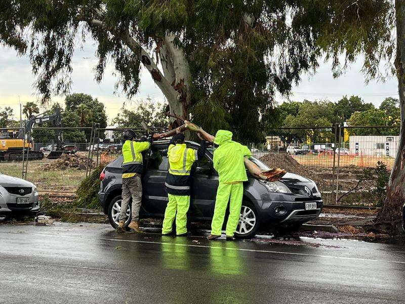 Wild storms bring floods, felled trees, Free Willy | Country News