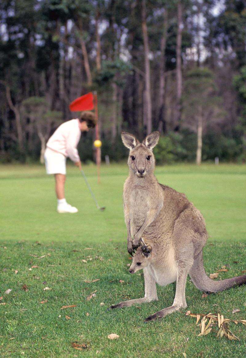 Play beside the animals at Deni Golf Club | Deniliquin Pastoral Times